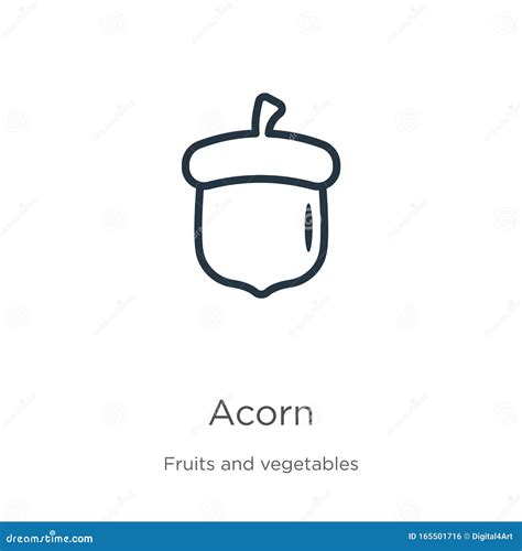 Acorn Icon Thin Linear Acorn Outline Icon Isolated On White Background