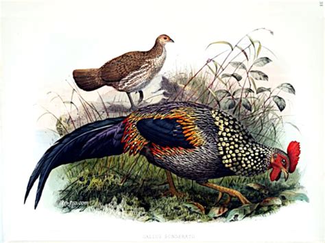 Gallus Sonneratii Gallina Castellana Negra