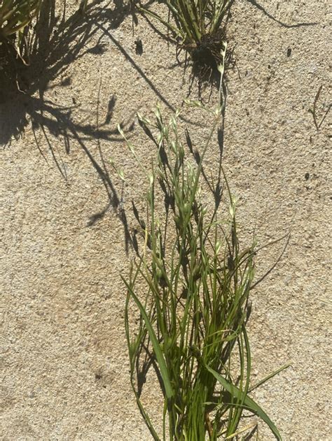 Weed Id Victoria Australia Rlawncare