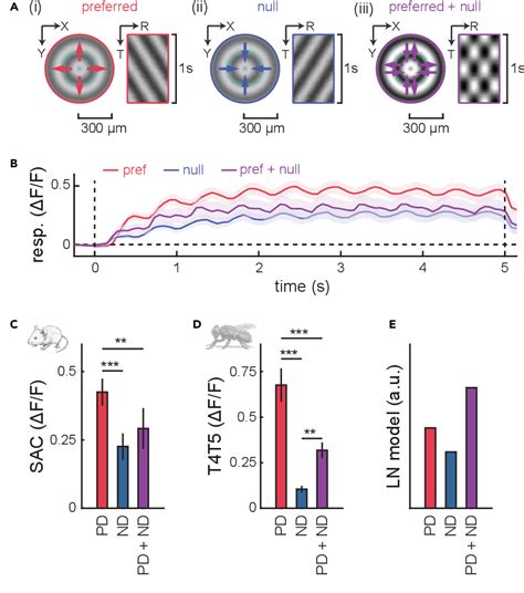 Figure 6 From Direct Comparison Reveals Algorithmic Similarities In Fly And Mouse Visual Motion