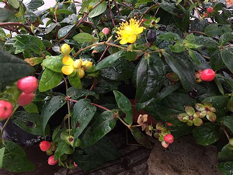 Hypericum Androsaemum I 12cmt Johanniskraut Stauden Stauden