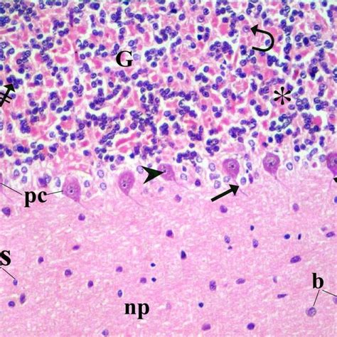 Photomicrographs Of Cerebellar Cortex Sections Of Rats Treated With