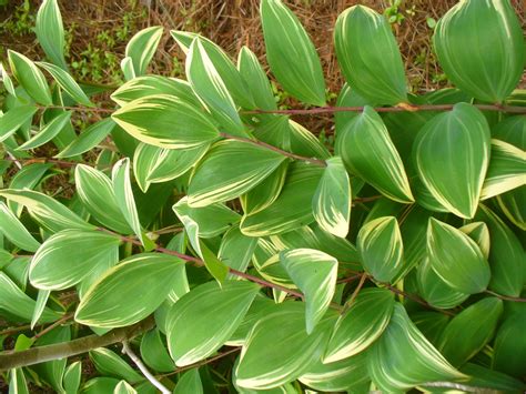 Angled Solomons Seal Polygonatum Odoratum Var Pluriflorum