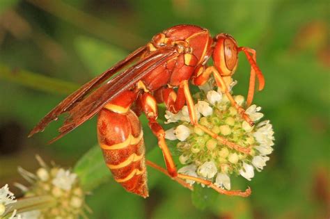 19 Amazing Red Wasps Pictures And Identification Guide