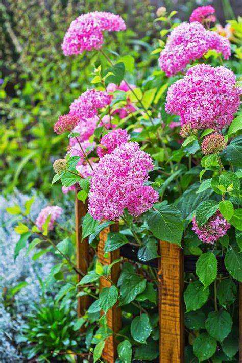Varietà Rosa Dell albero Dell ortensia Fotografia Stock Immagine di