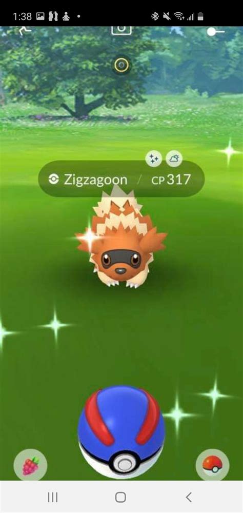 Shiny Zigzagoon Shiny Pokemon Pokemon Pokemon Go