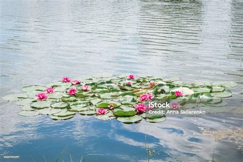 녹색 잎 사이에 아름 다운 분홍색 수련 꽃입니다 공원의 호수 한가운데에 있는 수련이나 연꽃의 부시 물에 보라색 수련 꽃 0명에 대한 스톡 사진 및 기타 이미지 Istock