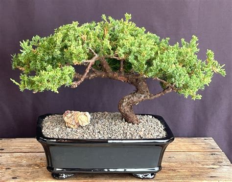Juniper Bonsai Tree Trained Juniper Procumbens Nana