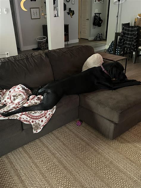 Big Girl Sploot Rsploot