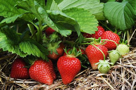Free Photo Strawberry Plant Green Nature Plant Free Download Jooinn