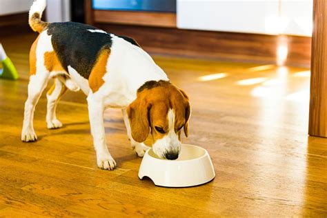 犬にあんこを与えても大丈夫？健康効果や注意点を紹介｜犬を育てる｜ぷにぷにpaw（ポー）