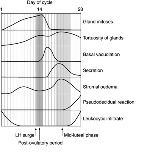 Figure 1 From The Role Of The Endometrium And Embryo In Human
