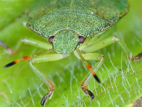 Hawthorn Shieldbug Instar Face On Macro Stock Image Image Of Insect