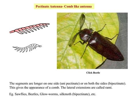 Antennae Pptx Birdwatching Hobbies And Interests