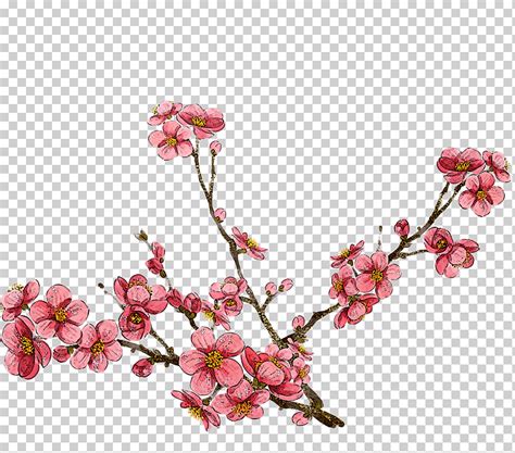 Flor De Cerezo Flor Rama Rosa Planta Primavera Flores Cortadas