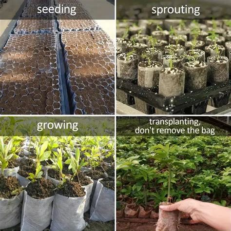 Seed Nursery Bags Non Woven Fabric Pots Home Temu