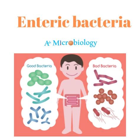 Enteric Bacteria Ask Microbiology