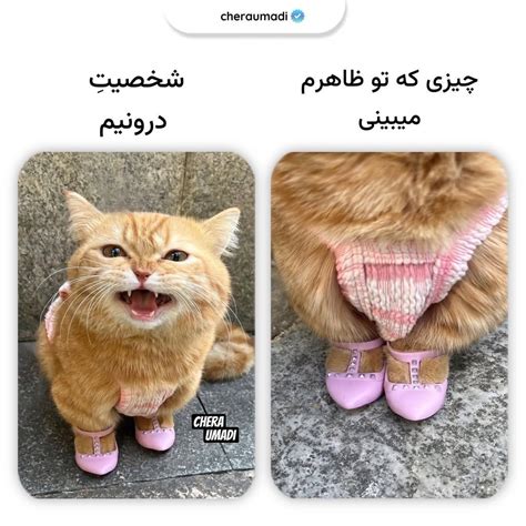 Cheraumadiinstagram On Pinno این کیه خودش بگه😂😂😂 بفرس برااش