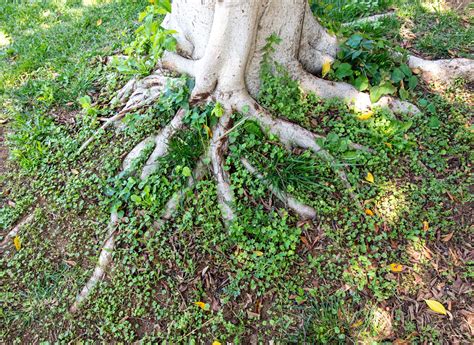 Understanding Tree Root Systems In Hawaii Mana Home Services