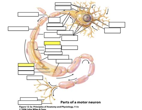 Neuron Anatomy Diagram Quizlet