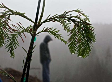 A Tiny Giant Sequoia Tree Gardenista