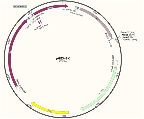 Pgex 3x Plasmid Pgex 3x Pgex 3x Plasmid Pgex 3x Sequence Pgex 3x Map