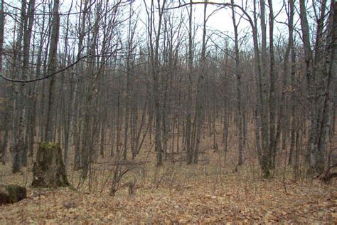 Deciduous Trees Definition Types And Examples Biology Dictionary