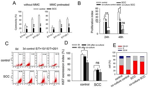 Sccs Enriched By Cycle Inducing Combined Chemotherapy Are More Download Scientific Diagram