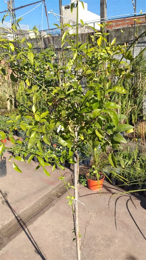 Jazmín Azorico Vivero Higa