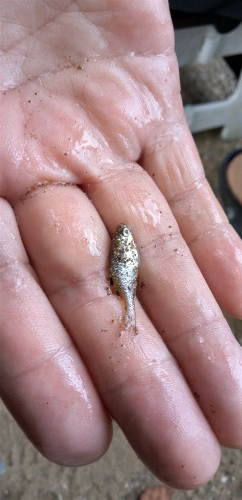 チャコばあば さんの 2024年07月27日のタイリクバラタナゴの釣り・釣果情報千葉県 千葉県千葉市中央区近辺 アングラーズ