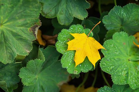 클로즈업 한 첫 번째 노란 타락 한가 잎에서 빛나는 아침 푸른 잔디에서 삭제합니다 가 왔다 현대적인 배경 바탕 화면 또는 배너 디자인 가을에 대한 스톡 사진 및 기타 이미지