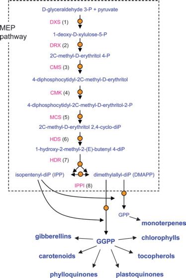 Chloroplast Proteomics And The Compartmentation Of Plastidial
