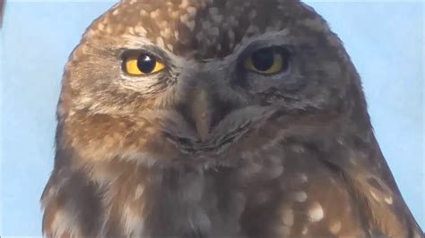 Αντίγραφο του βίντεο Η ΚΟΥΚΟΥΒΑΓΙΑ Youtube