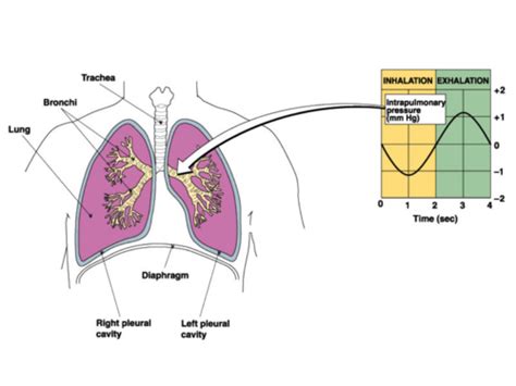 Nrsg 301 Week 14 Respiratory Disease Notes Flashcards Quizlet