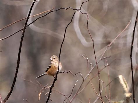 ハチジョウツグミジョウビタキホオジロベニマシコ atahoziziの蝶蛉輪花鳥