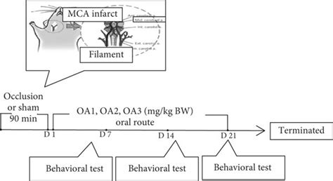 Schematic Diagram Showing All Experimental Procedures A Experimental Download Scientific