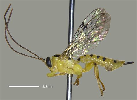 Xanthopimpla Image Database Of Parasitoid Wasps