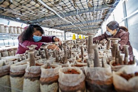 广西靖西采收菌菇 供应春节市场 人民图片网
