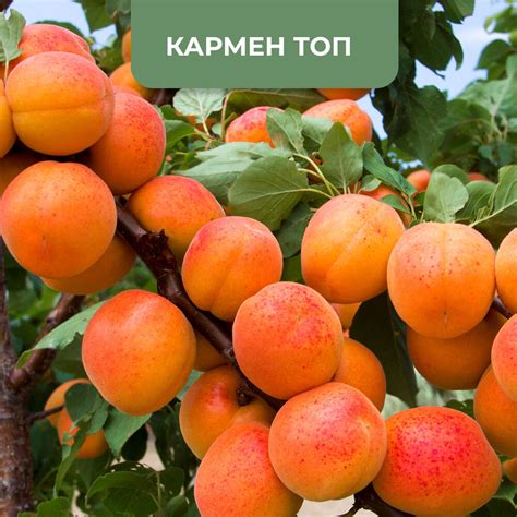 Самые крупные сорта абрикосов | Клуб Садоводов-Профессионалов | Дзен
