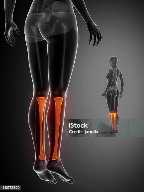 Pemindaian Medis Anatomi Tibia Foto Stok Unduh Gambar Sekarang