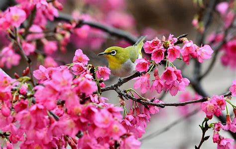 趣味の野鳥観察寒緋桜と繍眼児目白 メジロ6 趣味の野鳥観察 ブログ