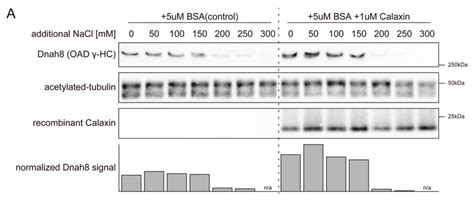 Figure Supplement 2 Experimental Replication Confirmed The