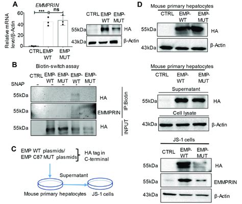 Emmprin Is A Secretion Protein And C87 Mutation Can Cause The Download Scientific Diagram