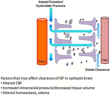 Interstitial Solute Clearance From The Brain Arterial Pulsation Or