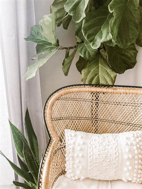Why Interior Designers Are In Love With Fiddle Leaf Fig