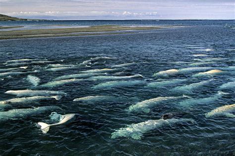 Arctic Beluga Whale
