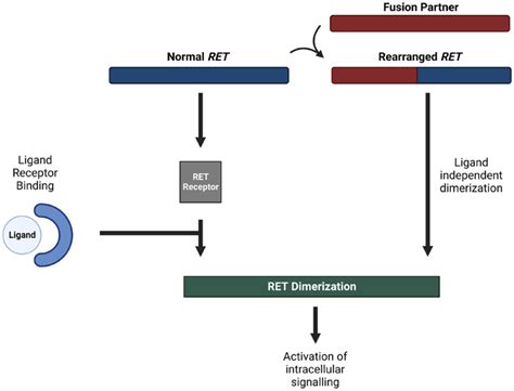 Ret Fusions Can Lead To Ligand Independent Activation Of The Ret