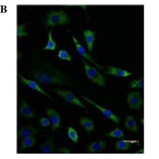 Proliferation Of C6 Glioma Cells Following Exposure To Fascaplysin At