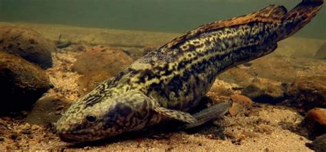 Burbot Description Of Fish Habitat What It Eats Spawning Healthy