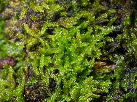 Ectropothecium Tahitense Earthpedia Plant